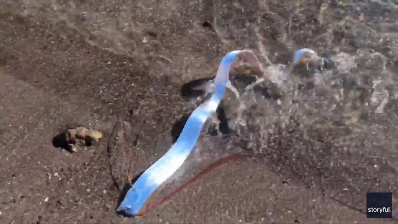 Video shows rarely-seen oarfish swimming in shallow waters | LiveNOW ...