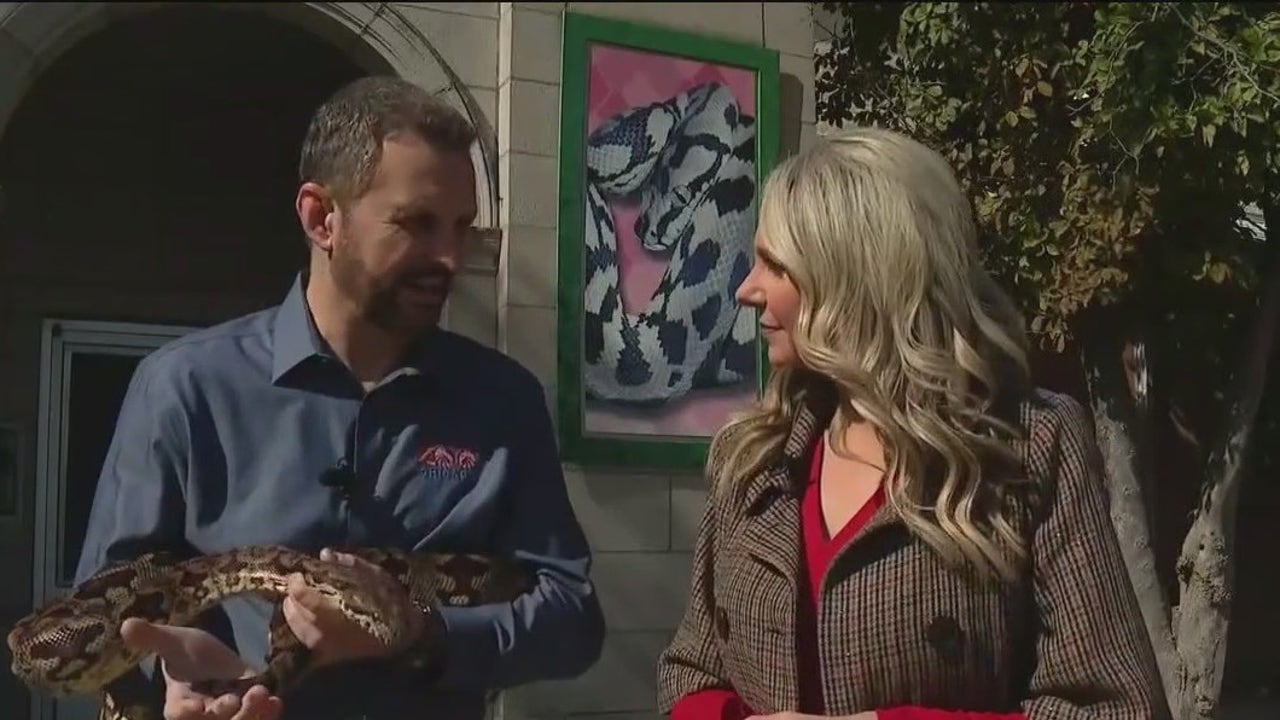 Slither on over to Brookfield Zoo Chicago to see some snakes | FOX 32 ...