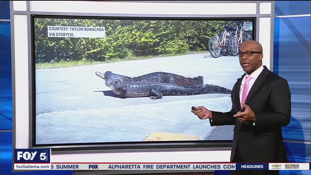 Alligator fights crocodile in Florida | FOX 5 Atlanta