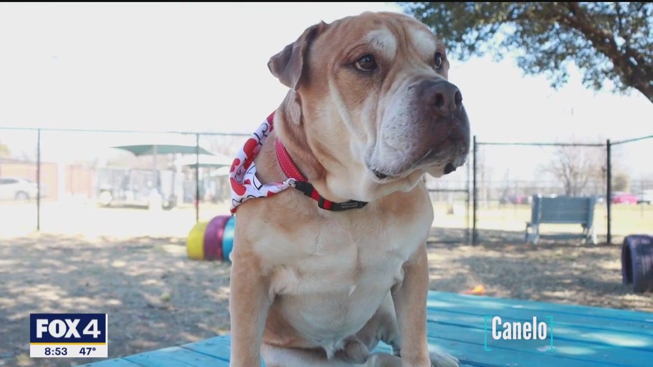 Pet of the day: Canelo | FOX 4 Dallas-Fort Worth