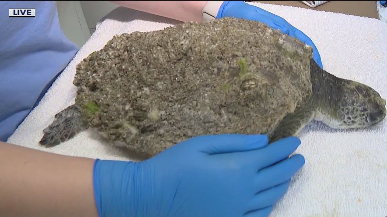 Marine Science Center helps sea turtle | FOX 51 Gainesville