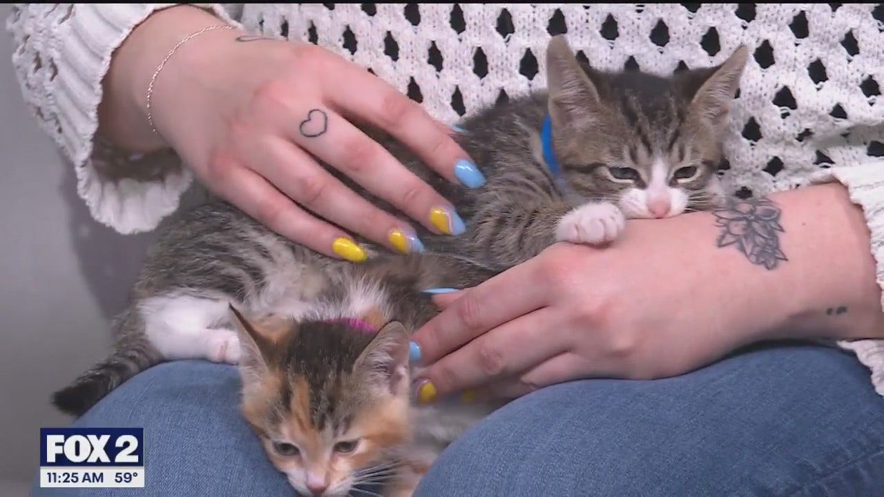 Fosters and families needed for kittens this spring | FOX 2 Detroit