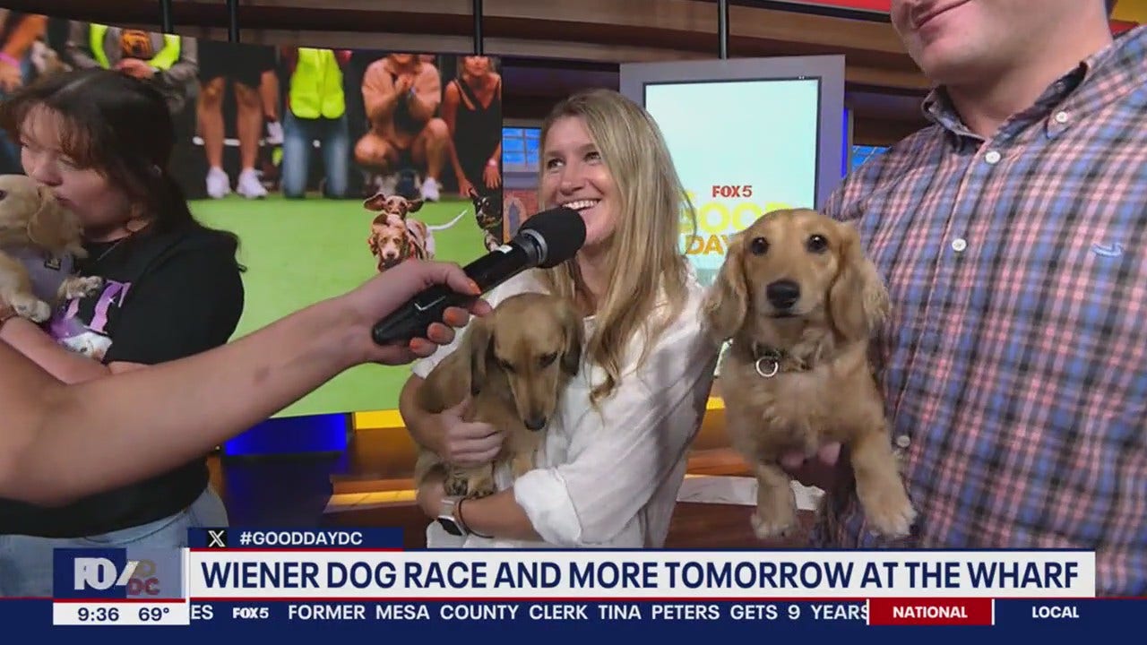 Wiener Dog Race at The Wharf Saturday | FOX 5 DC
