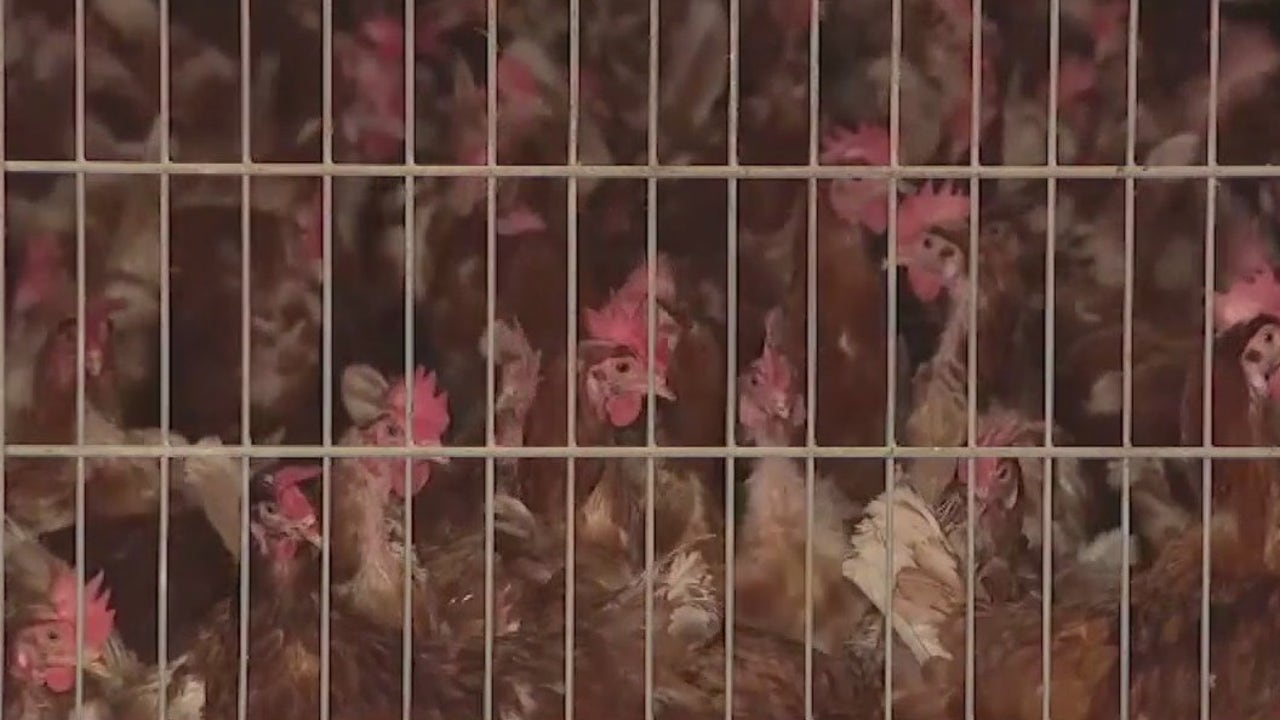 Bird flu news update with Dr. Neil Winawer | FOX 5 Atlanta