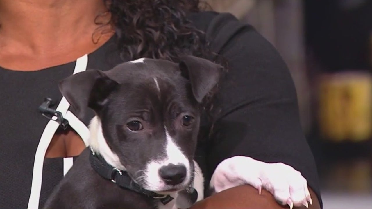PAWS Chicago helping out animals after Hurricane Helene | FOX 32 Chicago