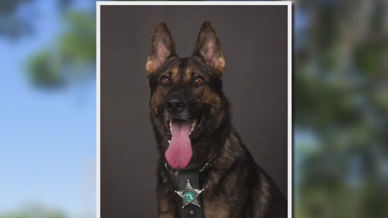 HCSO K-9 shot after alpaca attack | FOX 13 Tampa Bay