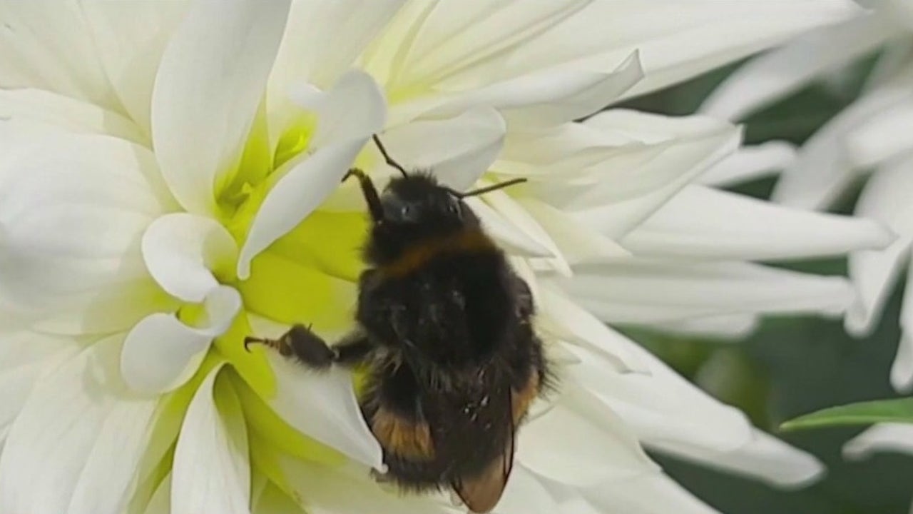 Great Southeast Pollinator Census | FOX 13 Tampa Bay