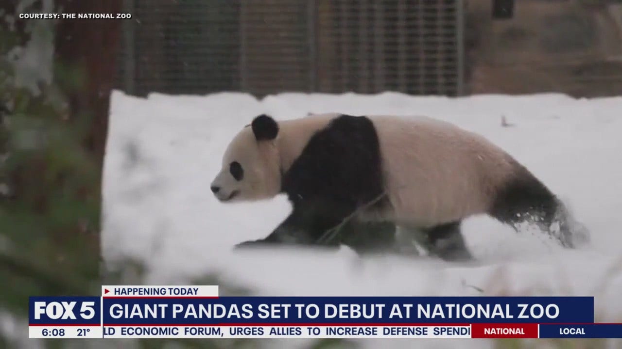 DC's pandas make National Zoo public debut | FOX 5 DC