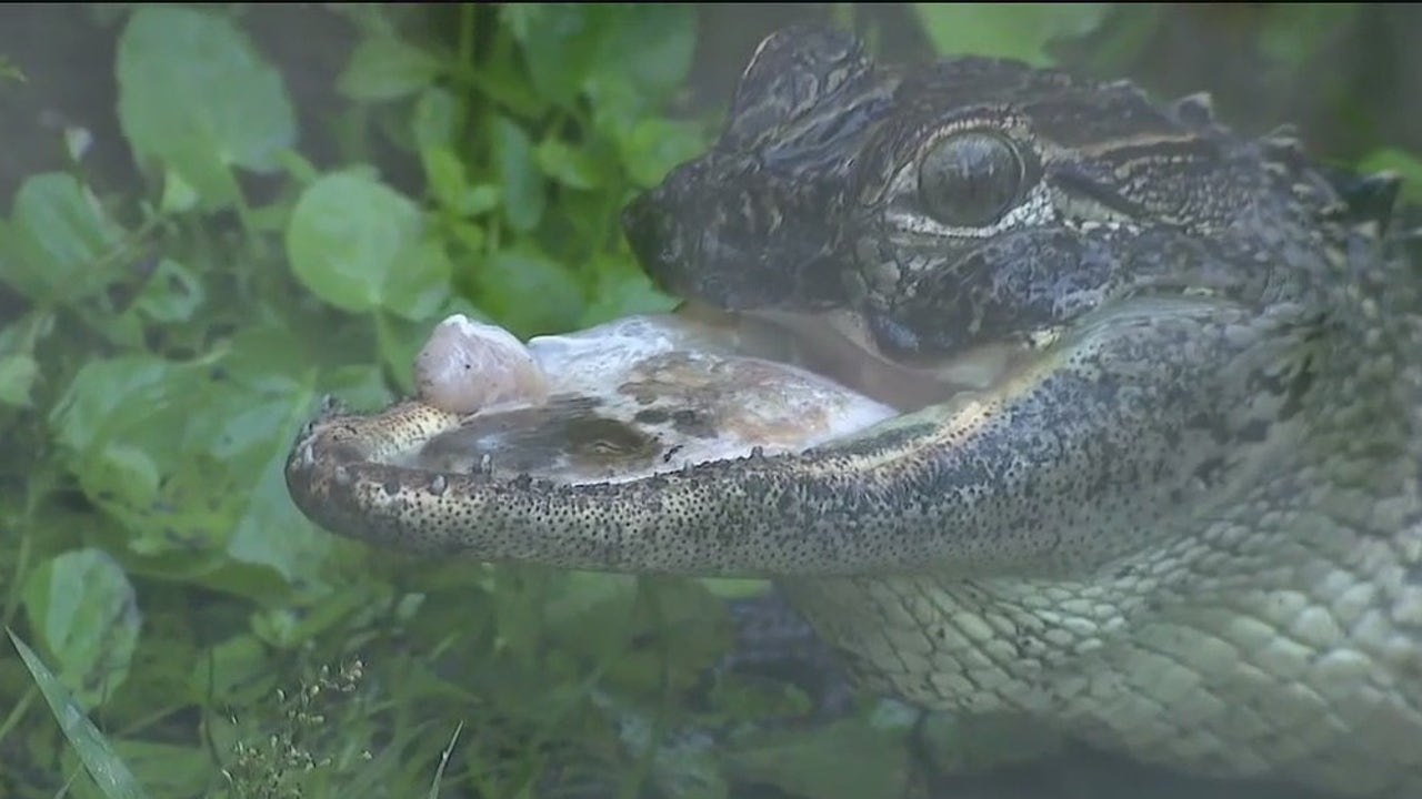 Gatorland: Famous gator 'Jawlene' is living her best life | FOX 35 Orlando