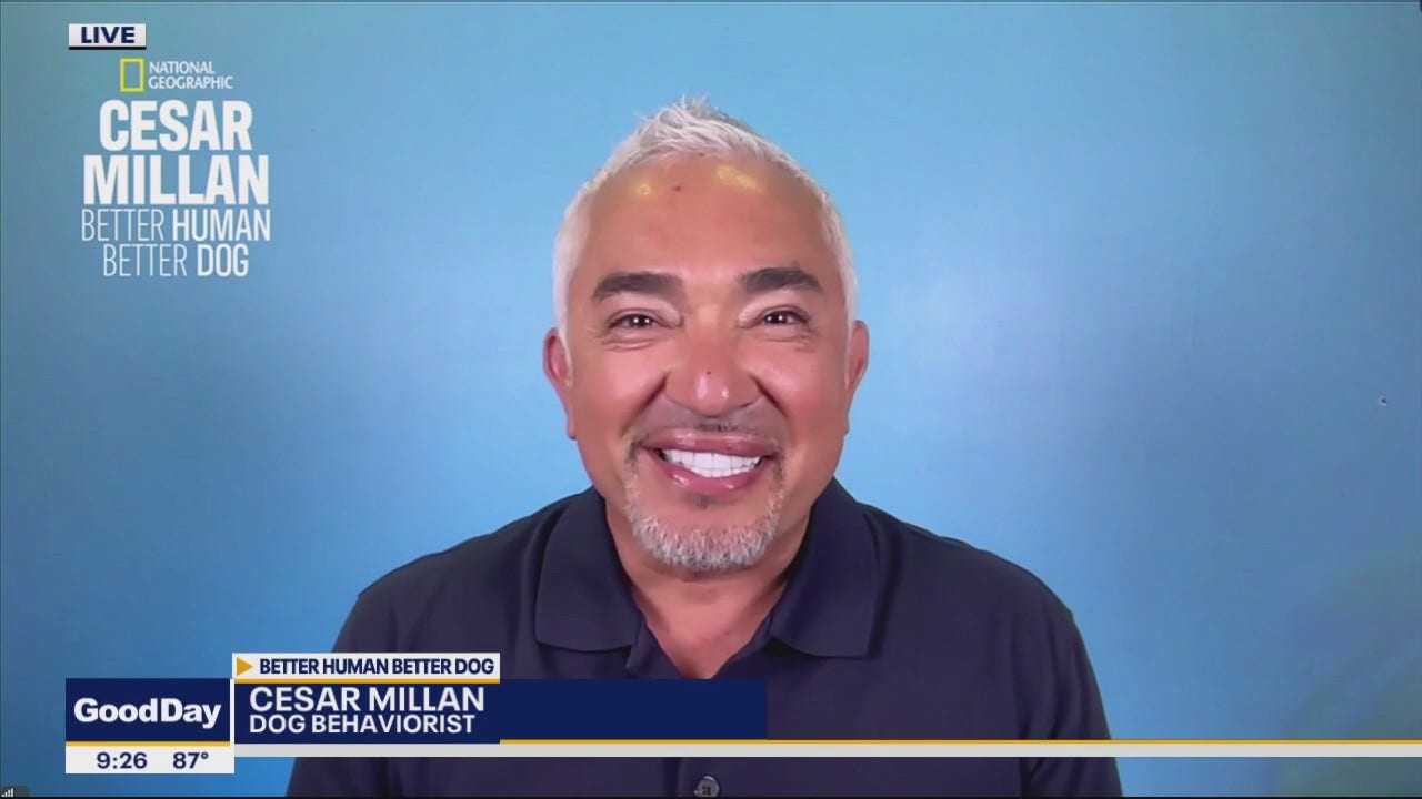 Cesar Millan returns to TV for a new season | FOX 4 Dallas-Fort Worth