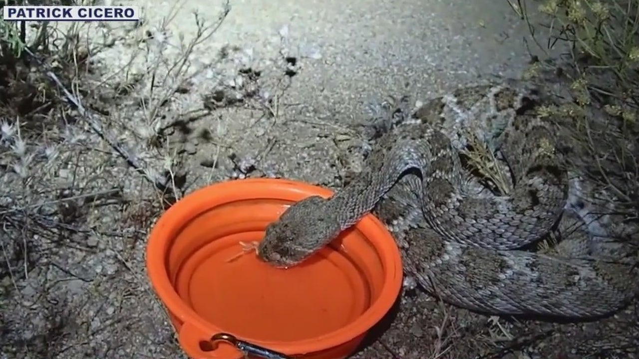 Arizona hiker offers dehydrated rattlesnake water | FOX 10 Phoenix