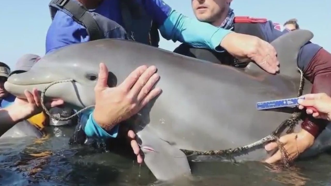 Increase in dolphins entangled in fishing gear, why? | FOX 35 Orlando