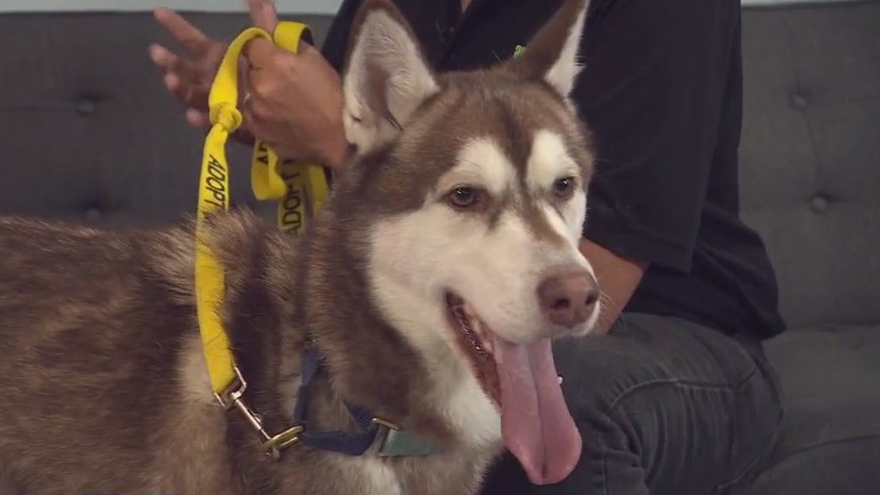 Striker at Austin Pets Alive! | FOX 7 Austin