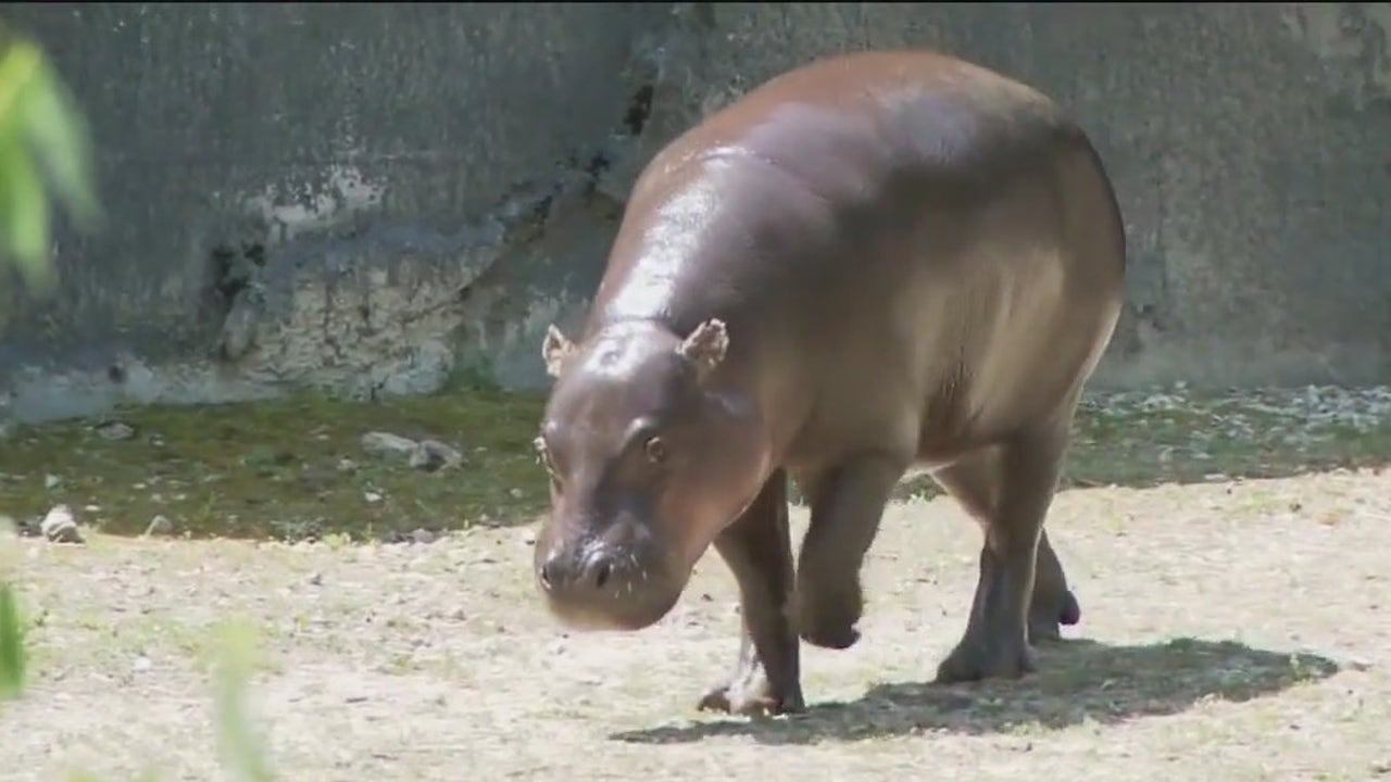 Hippos steal the show at Brookfield Zoo Chicago | FOX 32 Chicago