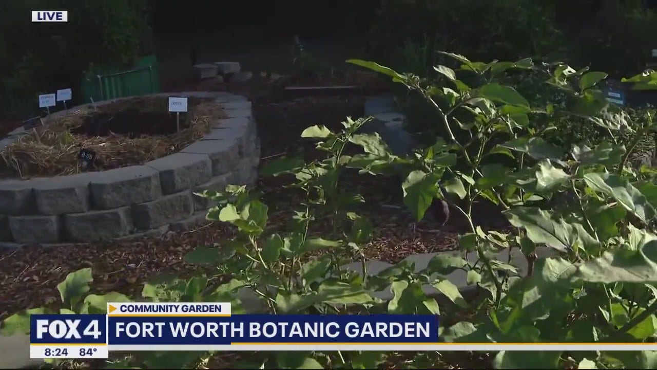 Community garden opens at FW Botanic Garden | FOX 4 Dallas-Fort Worth