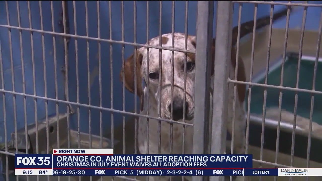 Orange County animal shelter waiving adoption fees | FOX 51 Gainesville