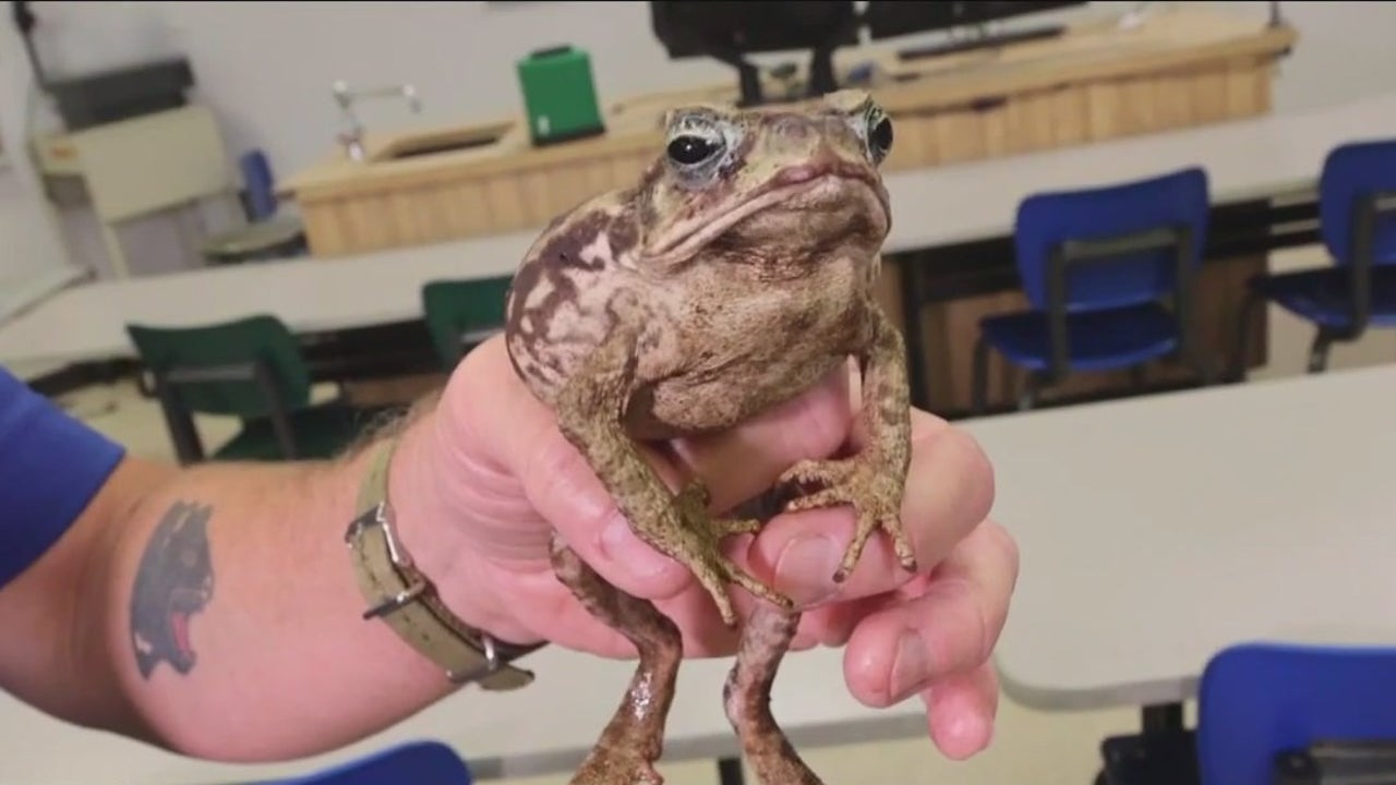 Florida’s Invasive Species: Cane toads | FOX 13 Tampa Bay