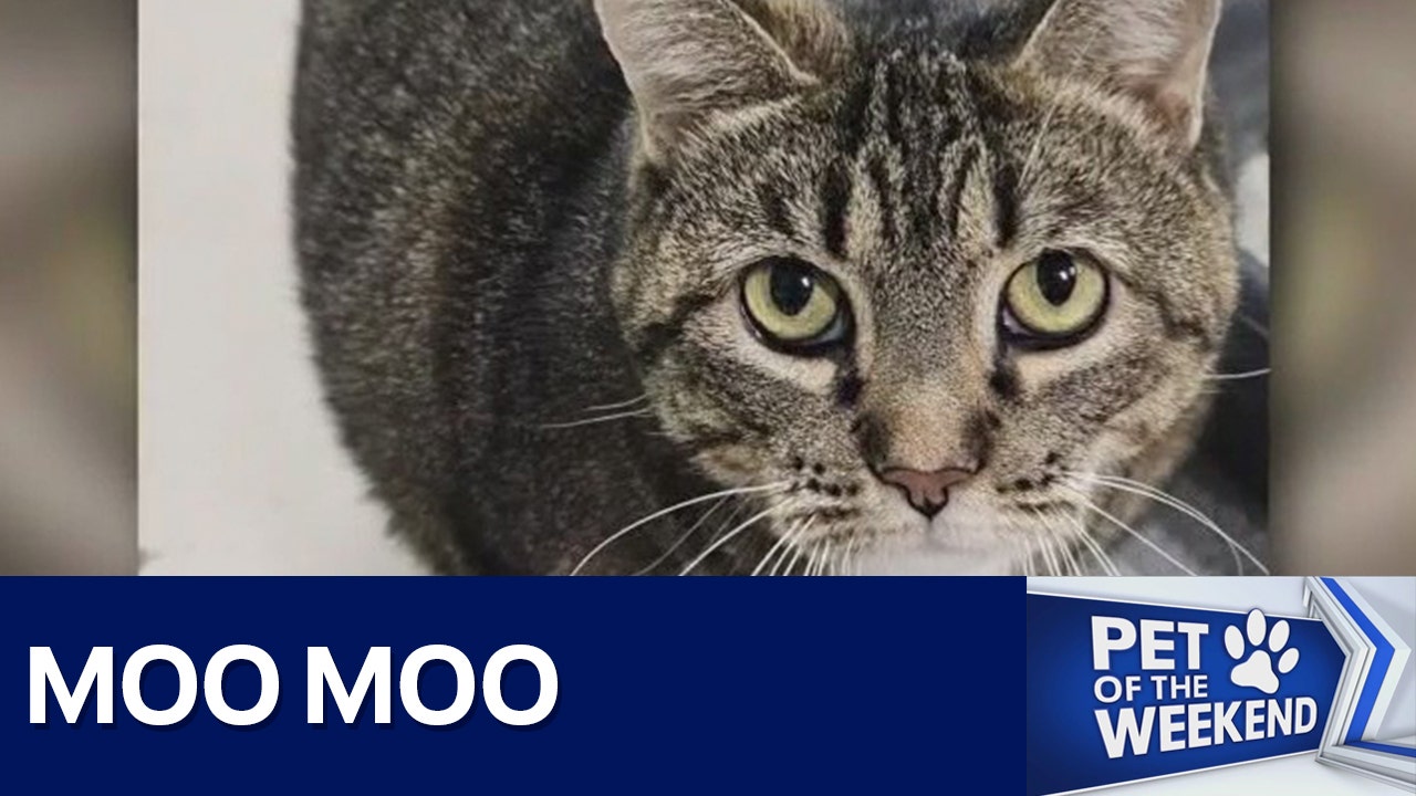 Meet Moo Moo at PAWS | FOX 7 Austin