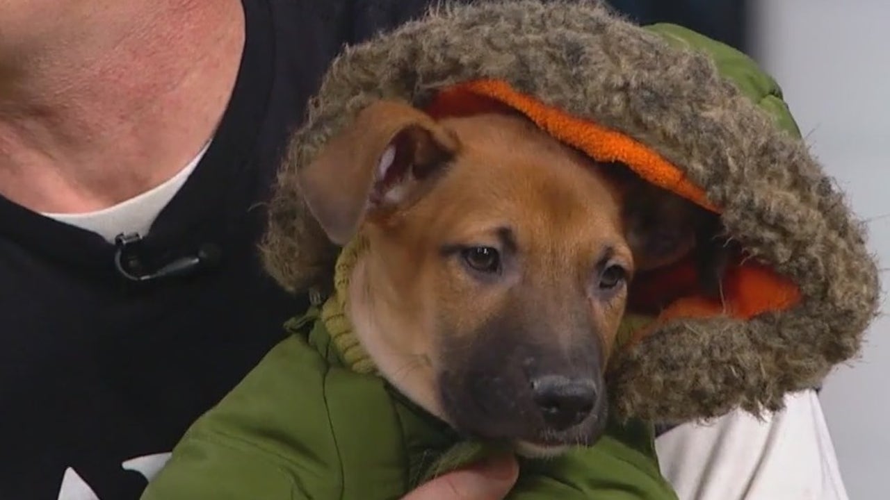 Find your new furry friend at PAWS Chicago adoption events | FOX 32 Chicago