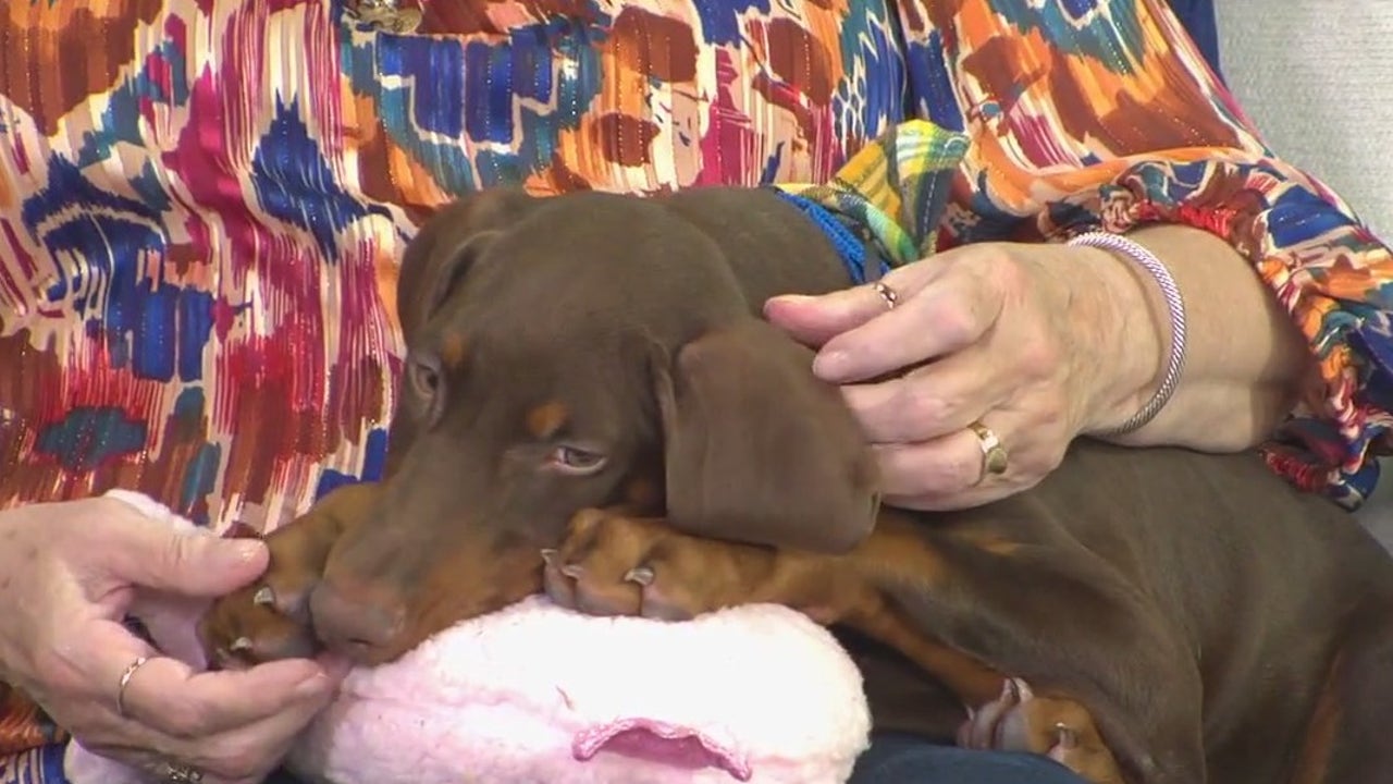 Meet FOX 13's Pet of the Week: Winston | FOX 13 Tampa Bay