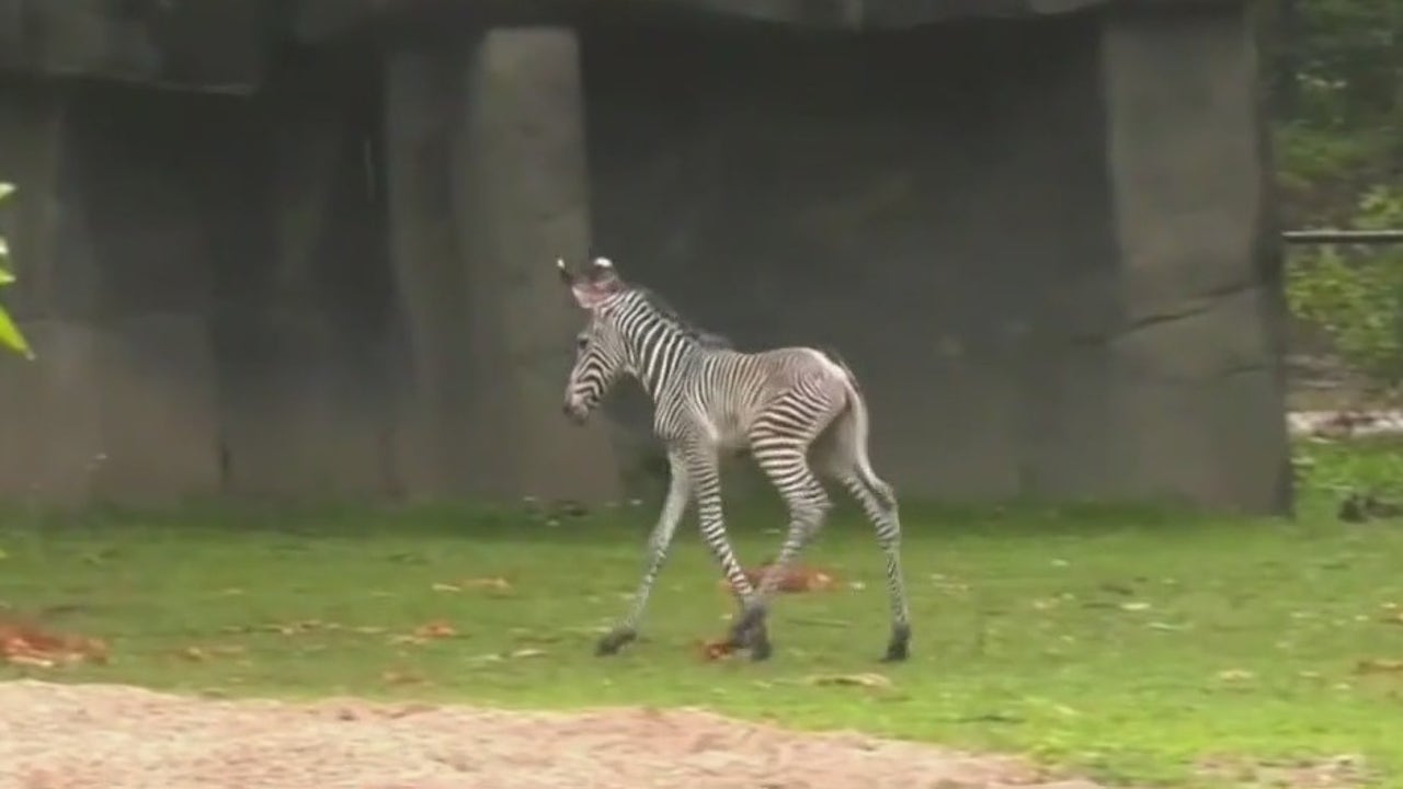 Brookfield Zoo welcomes baby zebra | FOX 32 Chicago