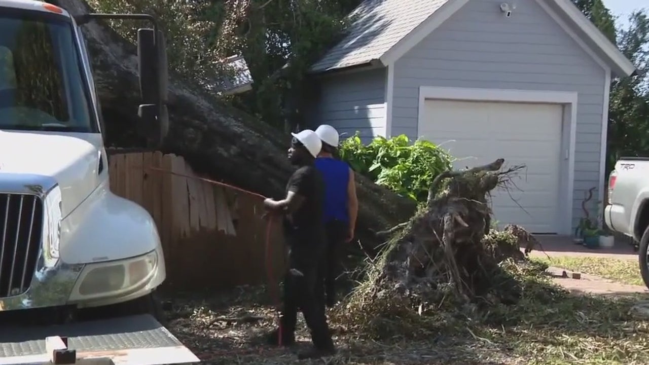 Clearing fallen trees after Hurricane Milton | FOX 13 Tampa Bay