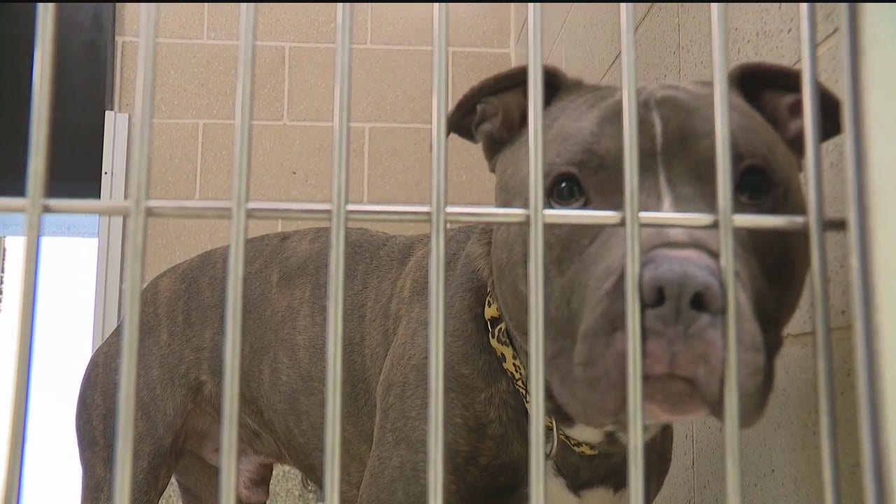 Humane Society of Huron Valley stuffed with over 500 animals | FOX 2 ...