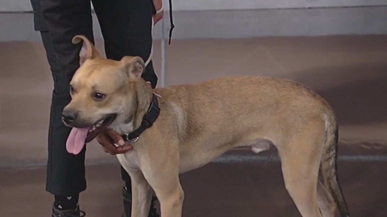 Meet Morrison: Our Pet of the Day | FOX 5 Atlanta