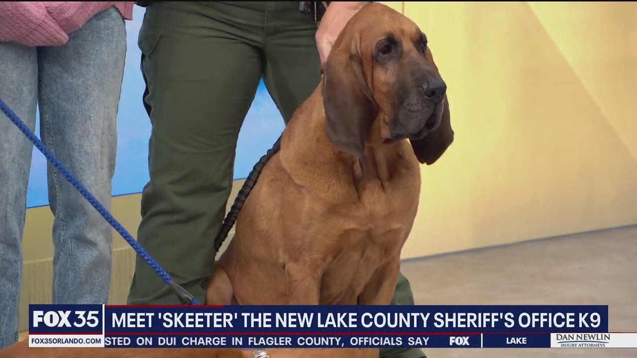 Meet Skeeter, Lake County's new K-9 bloodhound | FOX 35 Orlando