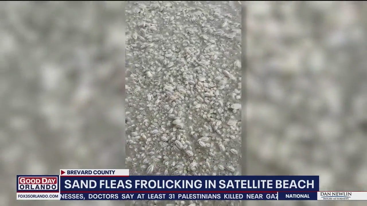 Sand fleas frolicking in Satellite Beach | FOX 35 Orlando