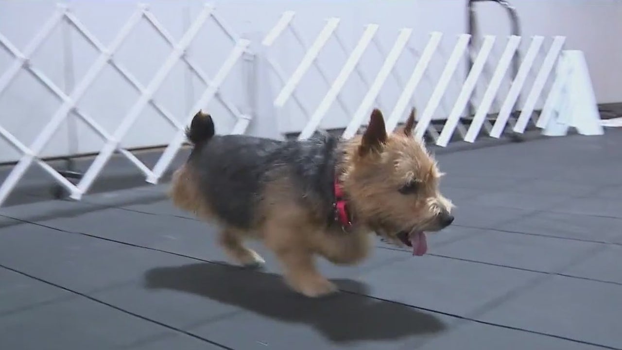 Meet Rascal: the tri-pawed dog inspiring change | FOX 5 New York