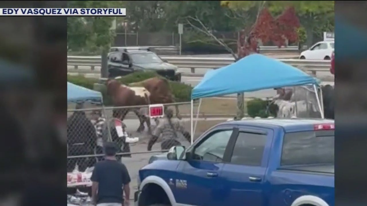 Across America: Bulls escape rodeo | FOX 32 Chicago