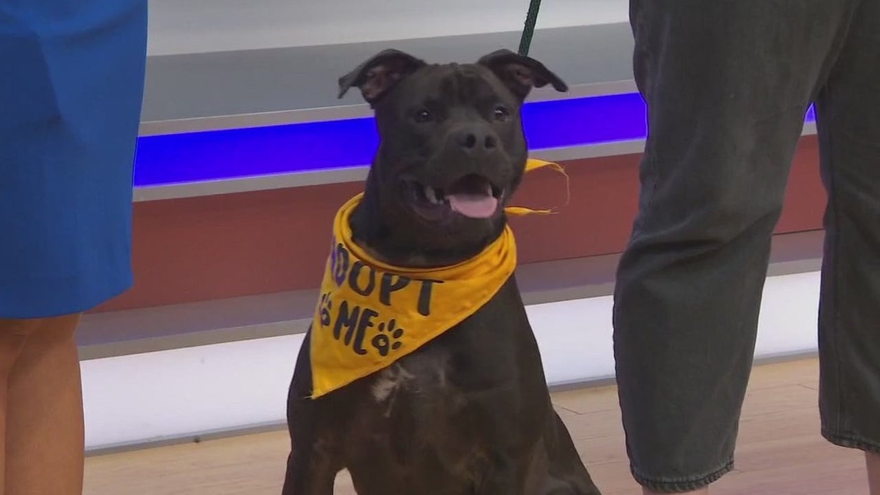 Adopt-A-Pet: Meet Donovan | FOX 35 Orlando