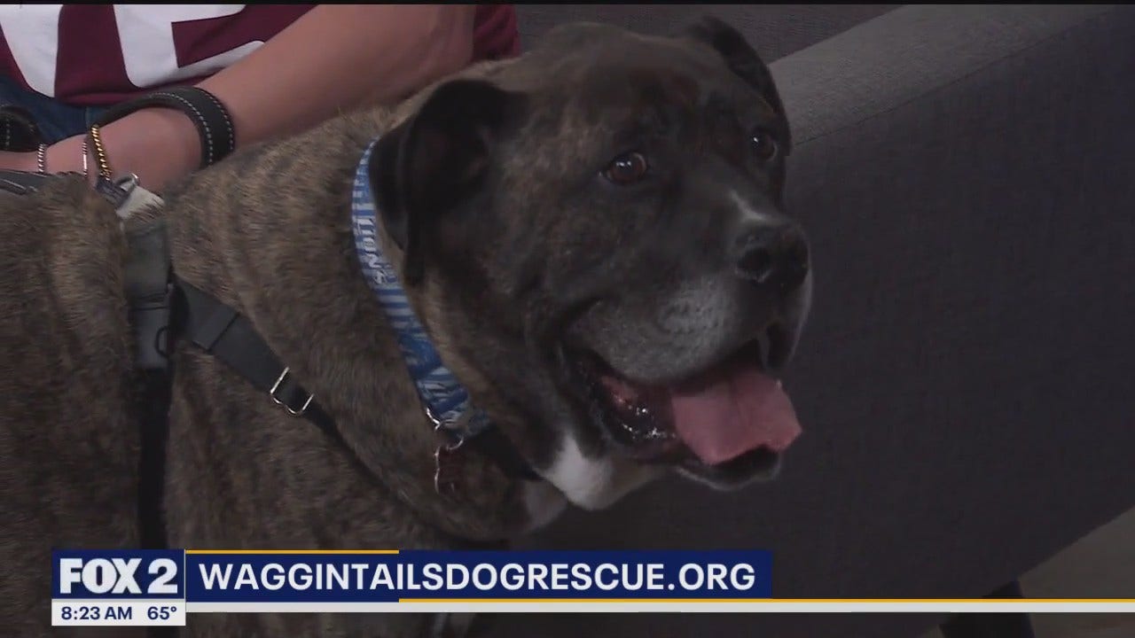 Waggin' Tails Dog Rescue | FOX 2 Detroit