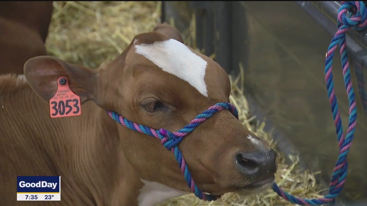 Freezing temps won't stop Fort Worth Stock Show & Rodeo | FOX 4 Dallas ...