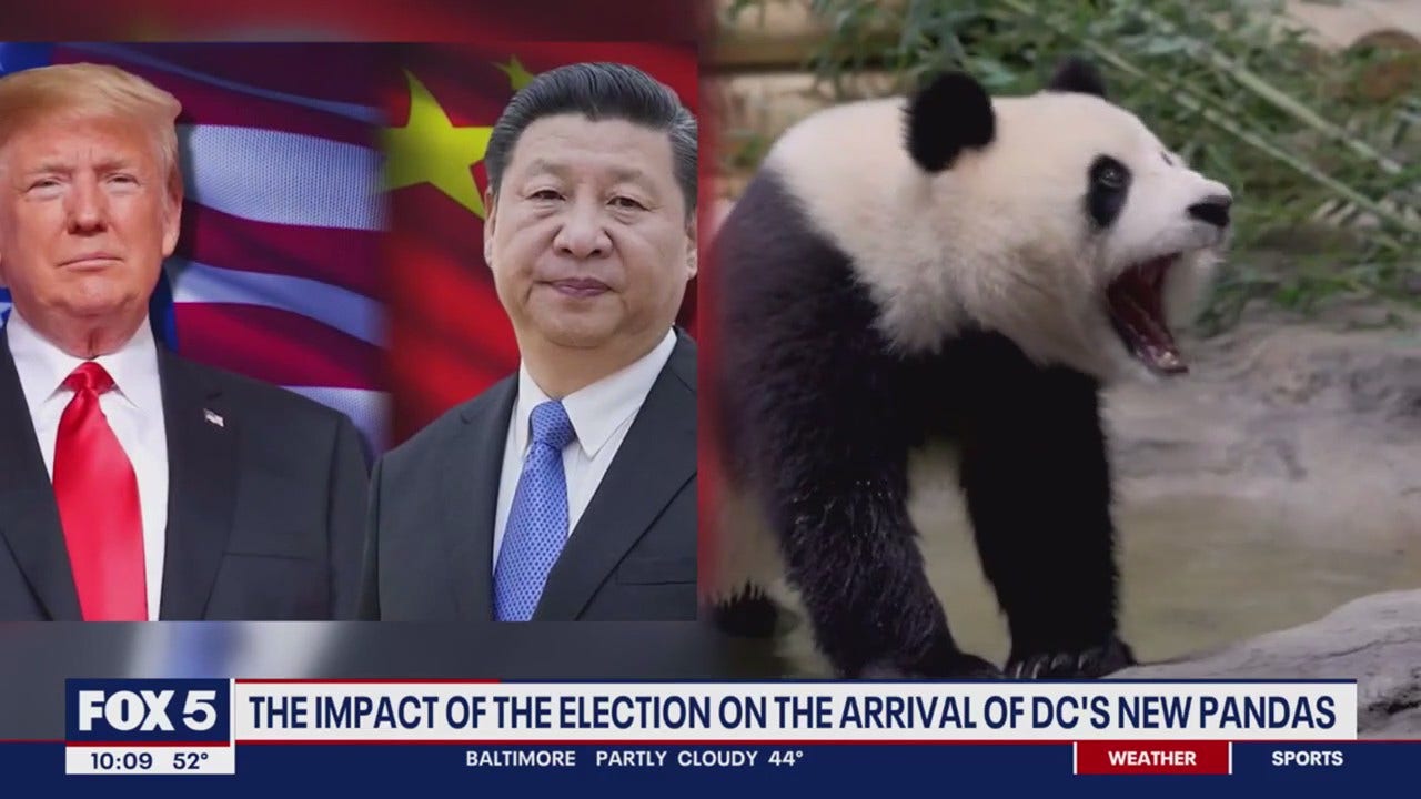 DC's new pandas arrive weeks before presidential election | FOX 5 DC