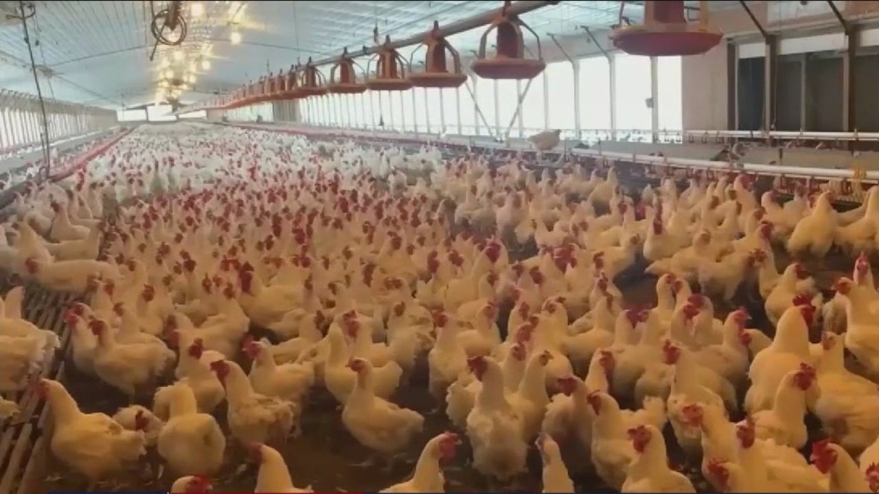 Can AI help hens lay more eggs? | FOX 5 Atlanta