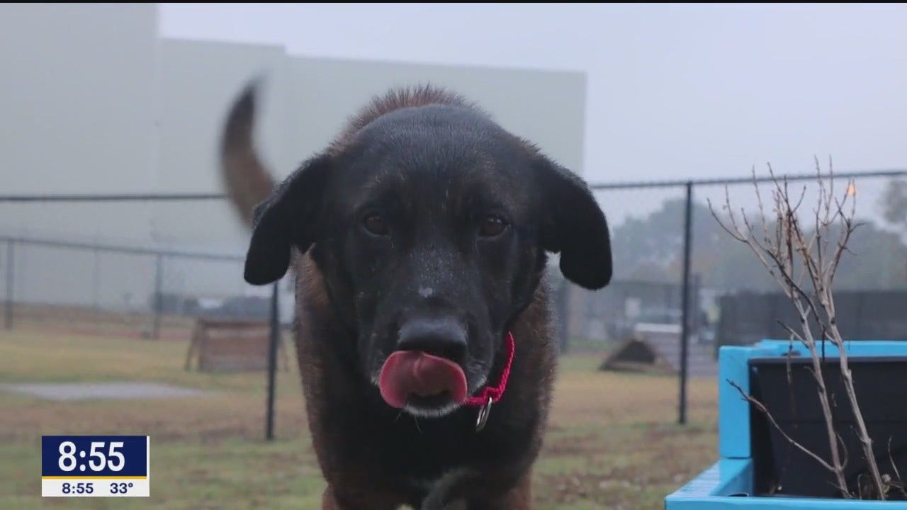 Pet of the Day: Mitchell | FOX 4 Dallas-Fort Worth
