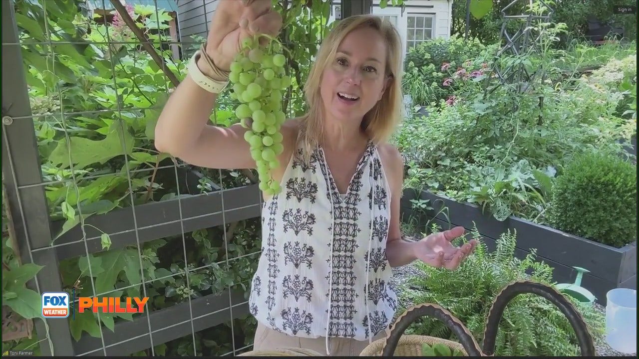 Summer Harvest | Tuesdays with Toni | FOX 29 Philadelphia