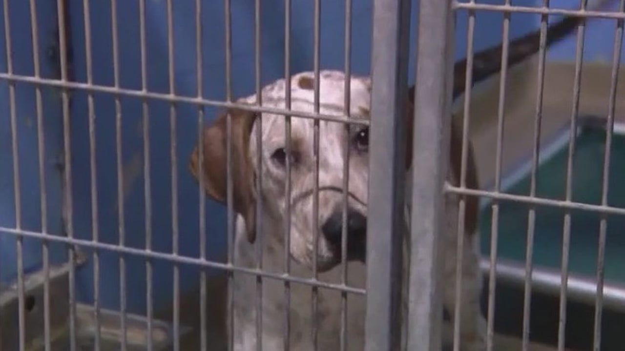 OCAS pauses intakes, adoptions due to 'Strep Zoo' | FOX 51 Gainesville