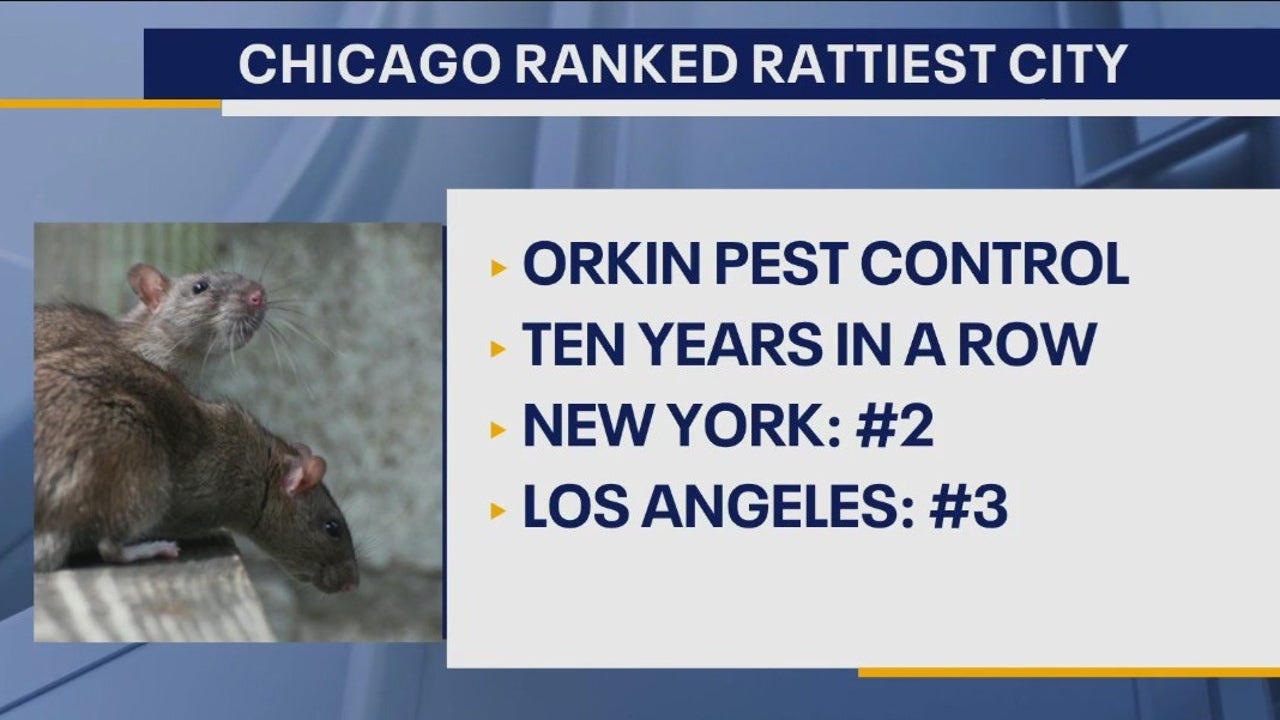 Chicago named rattiest city for 10th year in a row | FOX 32 Chicago