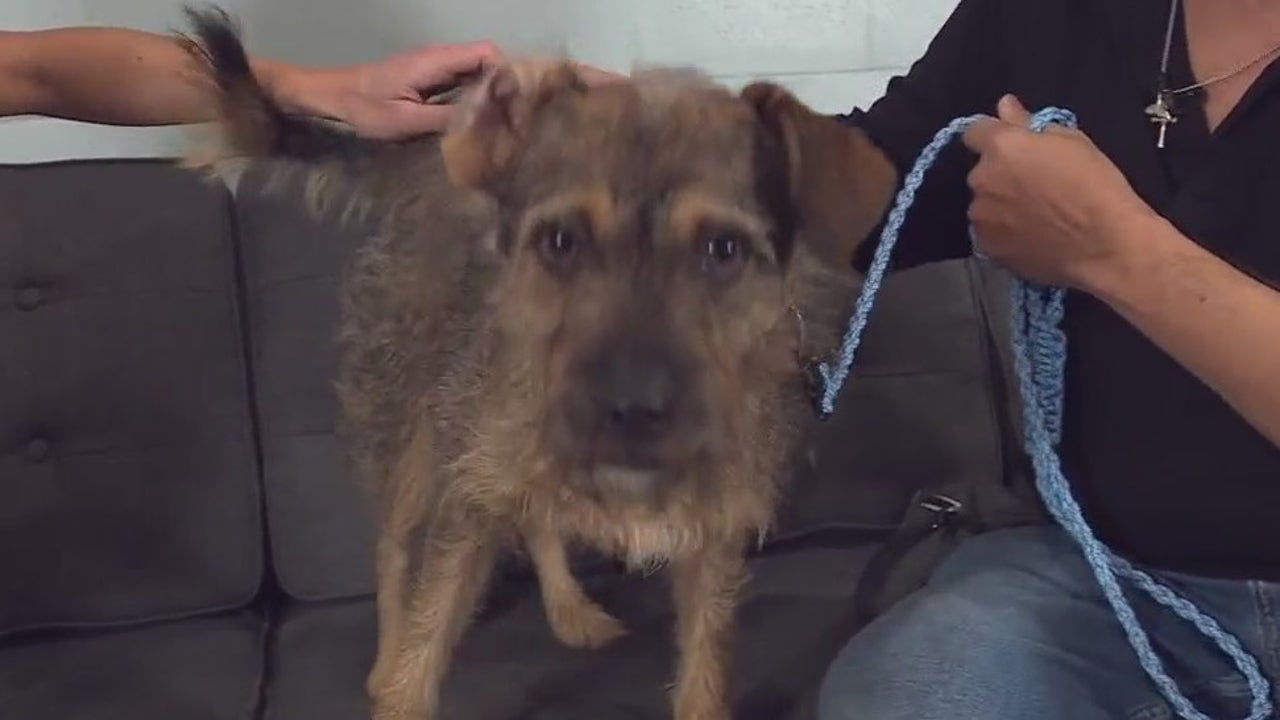 Atlas at Austin Pets Alive! | FOX 7 Austin