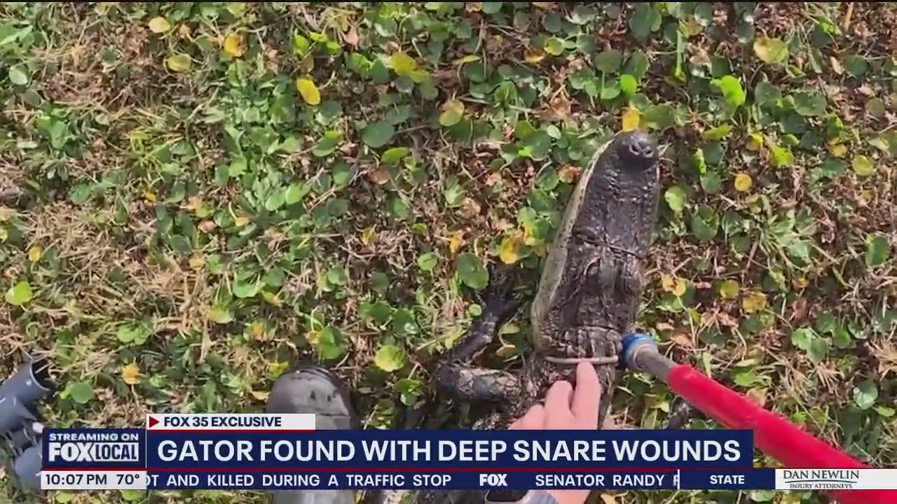 Young gator found with deep snare in his snout | FOX 35 Orlando
