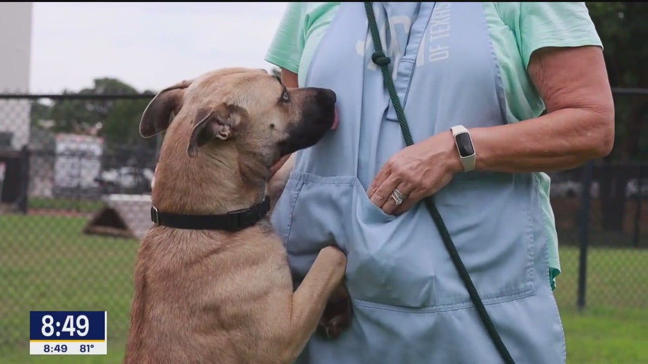 Pet of the day: Bailey | FOX 4 Dallas-Fort Worth