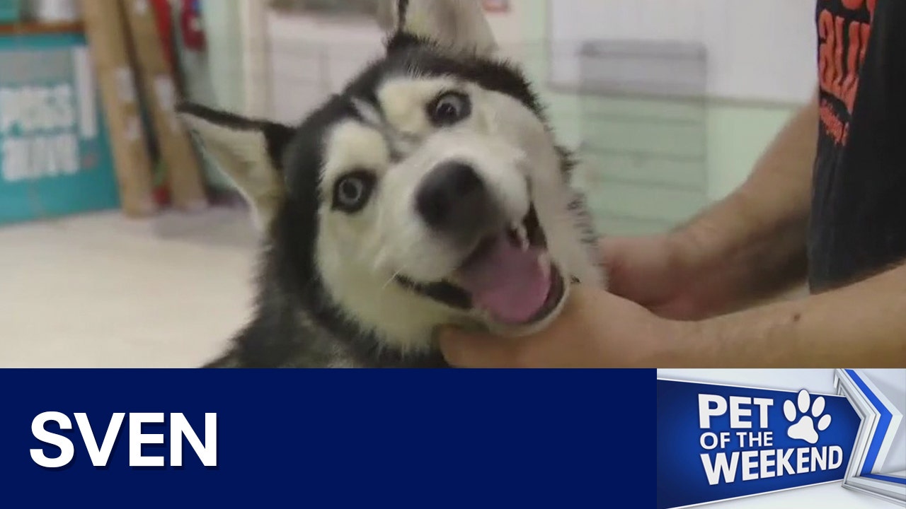 Adopt Sven at Austin Pets Alive! | FOX 7 Austin