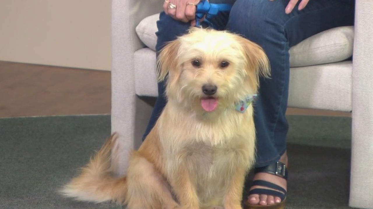 Meet Potato: FOX 13's Pet of the Week | FOX 13 Tampa Bay