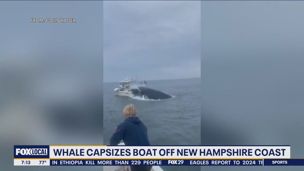 Whale capsizes boat off coast of New Hampshire | FOX 29 Philadelphia