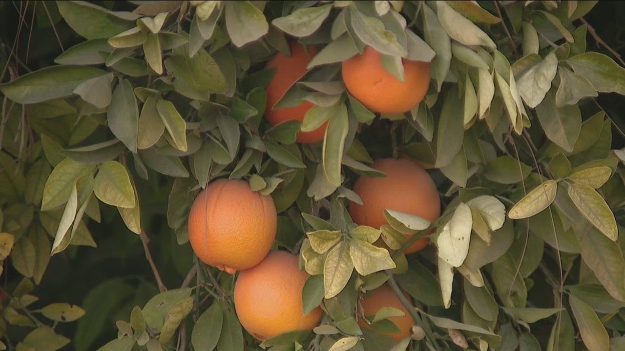 Mesa nursery harvests 300 acres of citrus | FOX 10 Phoenix