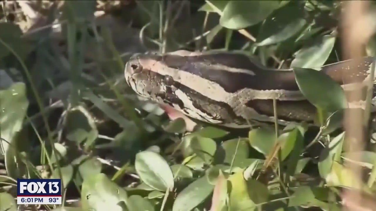 Tackling the Burmese Python problem | FOX 13 Tampa Bay