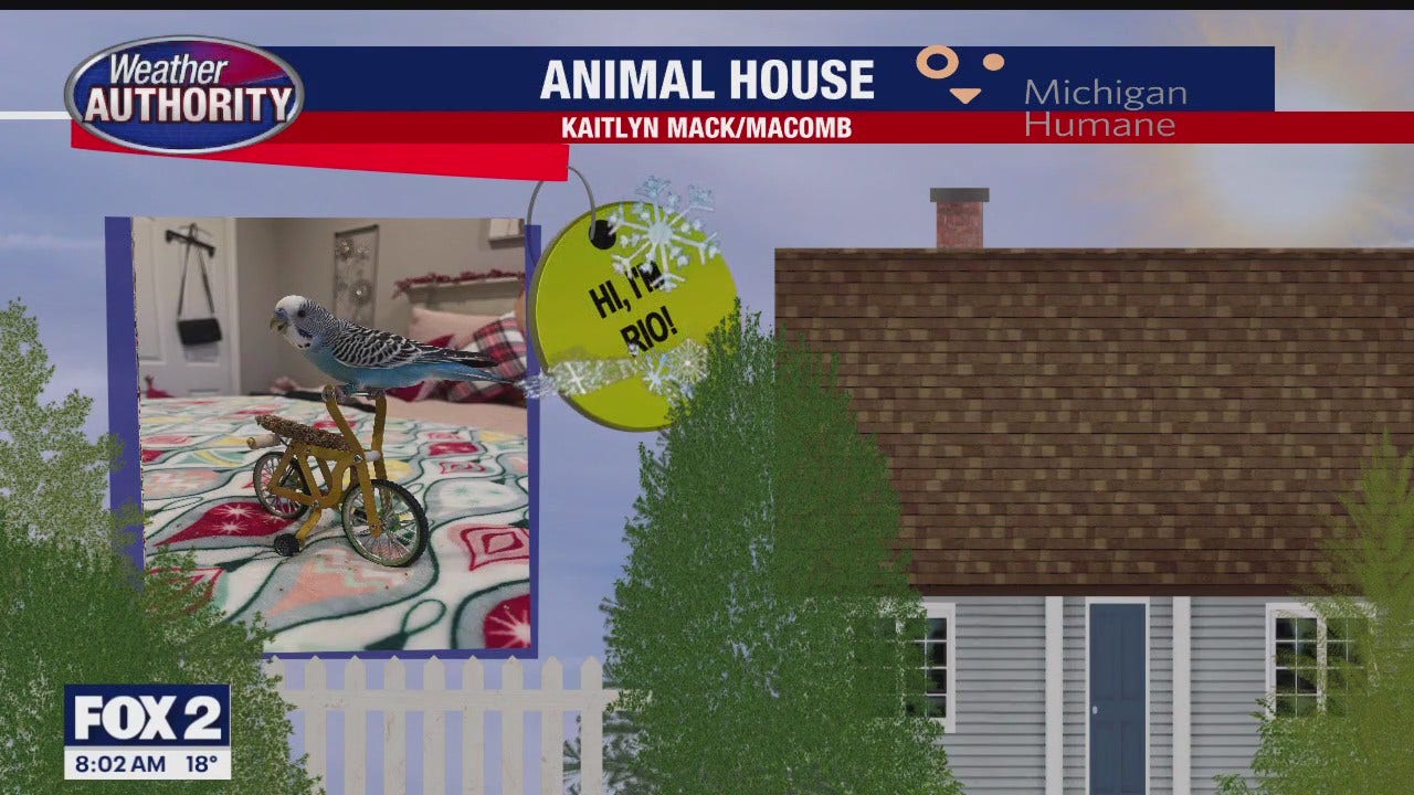 Welcome Rio, Bowie, Crazy Daisy | FOX 2 Detroit